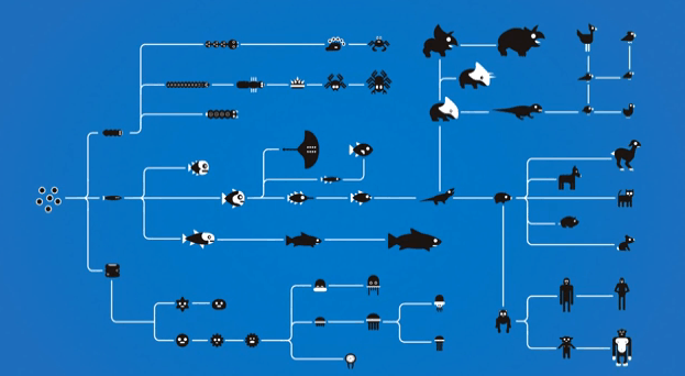 Evolution explained with cute animation - True Activist