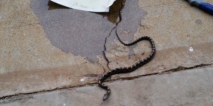 The Internet saved this little snake. - True Activist