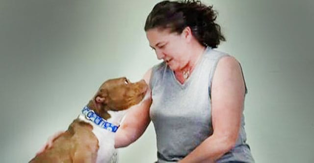 Deaf Pit Bull Learns Sign Language And Gets Adopted By A Deaf Woman ...