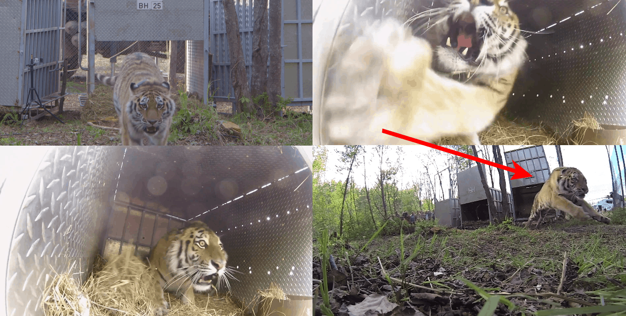 Watch This Epic Tiger Release in Russia - True Activist