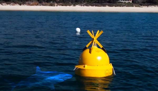 New Tracking Technology Warns Lifeguards About Sharks - True Activist
