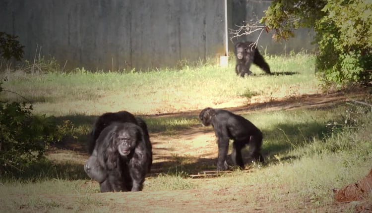 Watch What Happens When These Chimps Experience Nature for the First ...