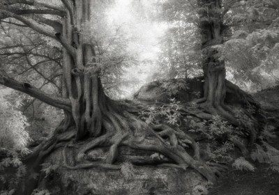 This Woman Took Pictures Of Trees for Over 14 Years... And What She's ...