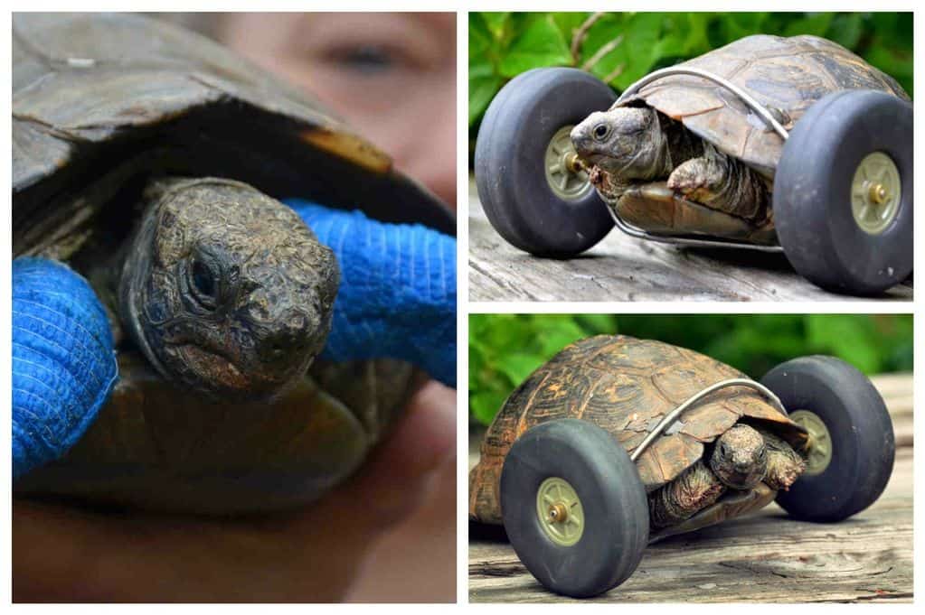 90-Year-Old Tortoise Receives New Wheels After Feet Were Chewed Off By ...
