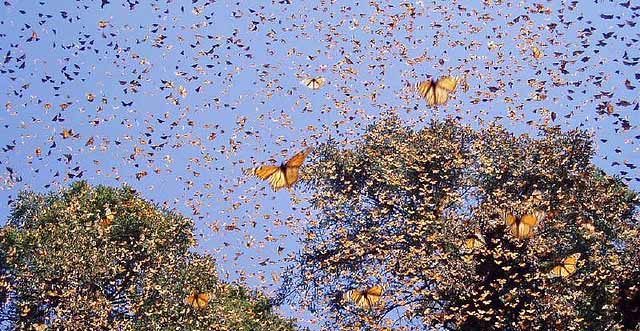 Officials To Build A ‘Butterfly Highway’ To Save The Monarch Species ...