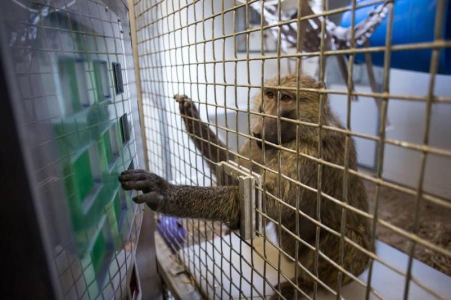 University of Oklahoma To Cease Its Baboon Research By 2019 - True Activist
