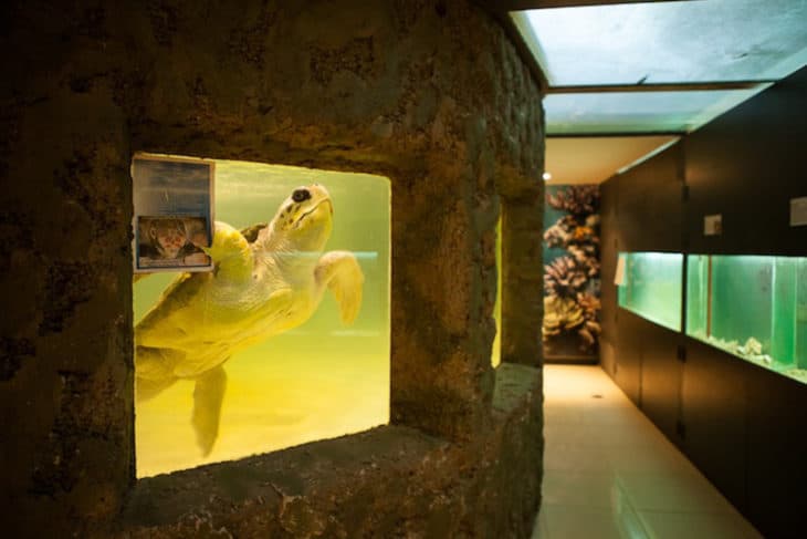8 Heartbreaking Photos Exposing Zoos As Animal Prisons - True Activist