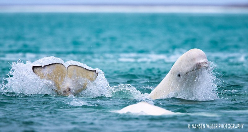 Amazing! Video Reveals The World’s First Drone Footage Of Arctic Beluga ...
