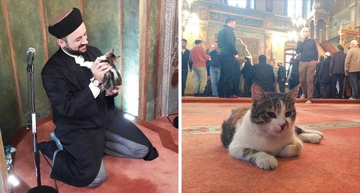 This Mosque In Istanbul Shelters Stray Cats, Much To The Delight Of ...
