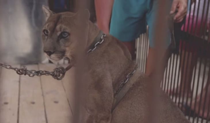 Watch: The Rescue of This Mountain Lion, Chained For 20 Years In A ...