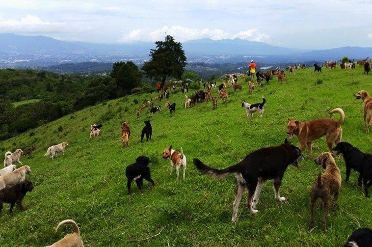 The "Land Of The Strays" Houses 900 Free-Roaming Adoptable Dogs And It ...