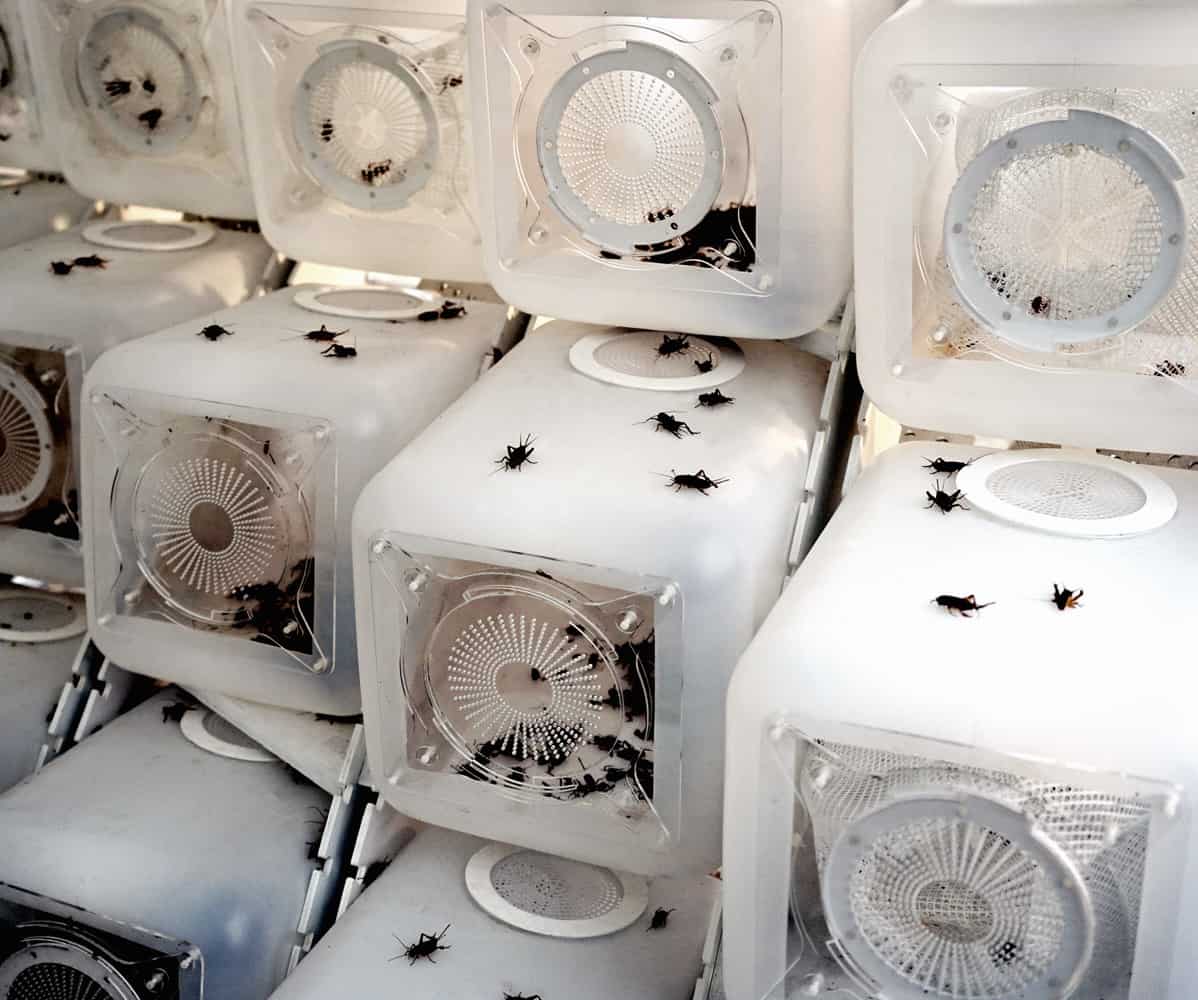 How To Create An Urban Insect Farm With This Modular Cricket Pod - True ...