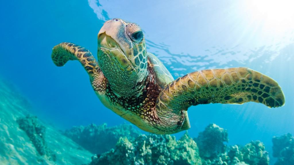 Good News! Green Sea Turtles Of Florida And Mexico No Longer Endangered ...