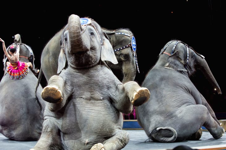 The Ringling Bros. Elephants Just Performed Their Last Show And Are Now ...