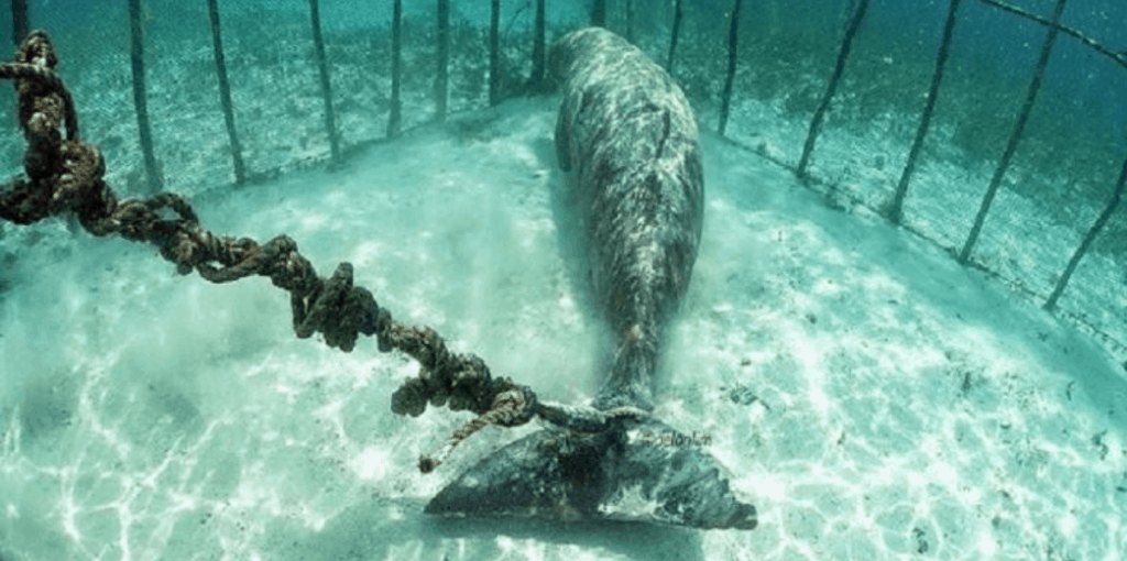 Divers Find Captive Sea Creatures, Use Social Media To Set Them Free ...