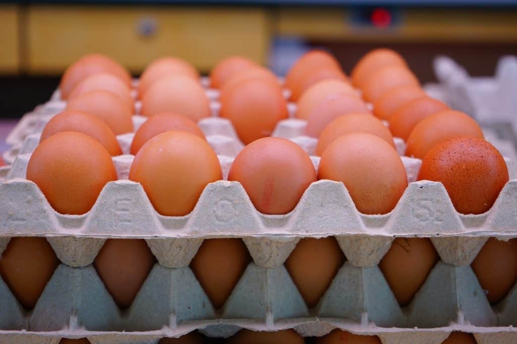 Disturbing Video Exposes Exactly How Modern Factories Produce Eggs ...