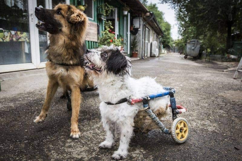 Animal Hospital Takes Paralyzed Dogs, Gives Them A Home And A ...