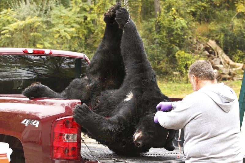 Famous Bear Killed During Horrible Hunt Inspires Bill To Ban Hunt ...