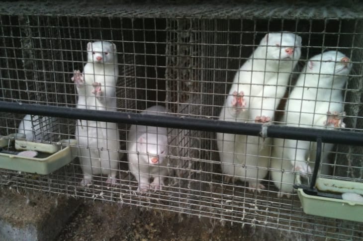 Japan's Last Remaining Fur Farm Has Officially Closed, But There's ...