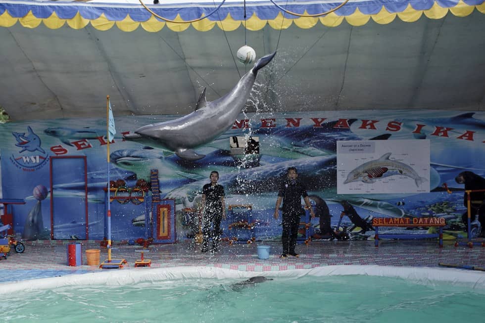 Footage Shows Circus Dolphin Packed Into Dry Crate Between Shows [Watch ...