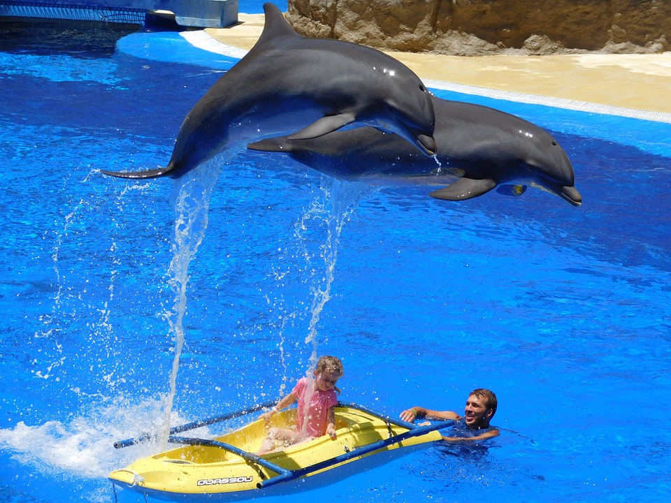 New Footage Shows Baby Dolphin Getting Ripped Away From Mother During ...