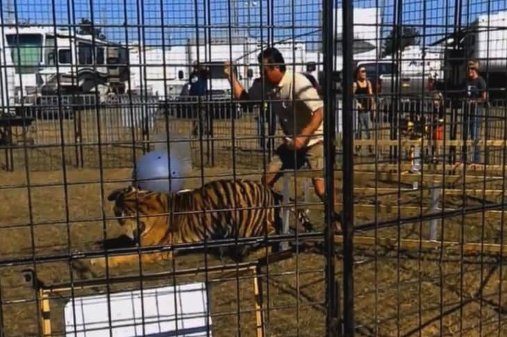 Video Of Tiger Being Whipped Shows Why Animals Shouldn't Be In Circuses ...