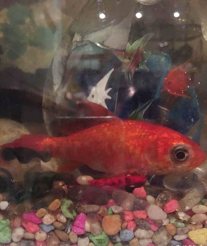 Family Spends $250 On Life-Saving Surgery For 20-Year-Old Goldfish ...