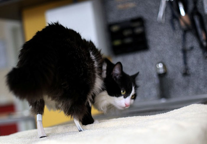 Amputee Cat Receives New Bionic Legs After Surviving Horrific Accident ...