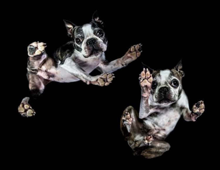 Adorable Photo Series Celebrates 'Underdogs' While Raising Money For ...