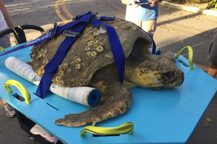 Sick Sea Turtle Washed Up On The Shore To Die, But Beachgoers Came To ...