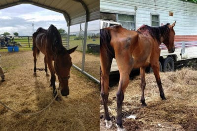 Former Champion Racehorse Found Horribly Abused—Sadly, This Happens All ...