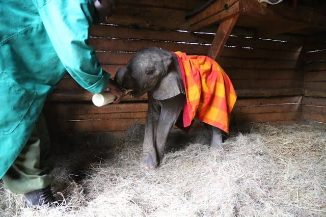 Meet The Activists Who Spend Their Nights Caring For Orphaned Baby ...