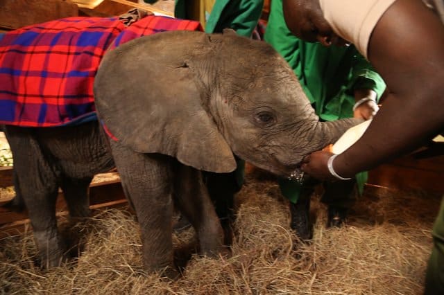 Meet The Activists Who Spend Their Nights Caring For Orphaned Baby ...