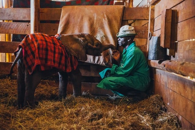 Meet The Activists Who Spend Their Nights Caring For Orphaned Baby ...