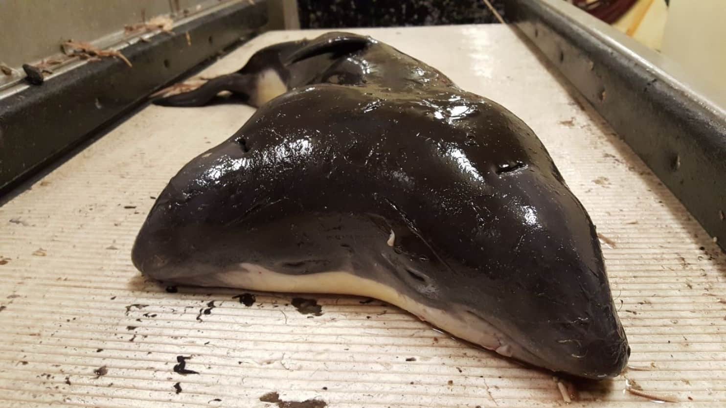 Fishermen Find Rare Two-Headed Dolphin In North Sea. What Happened Next ...