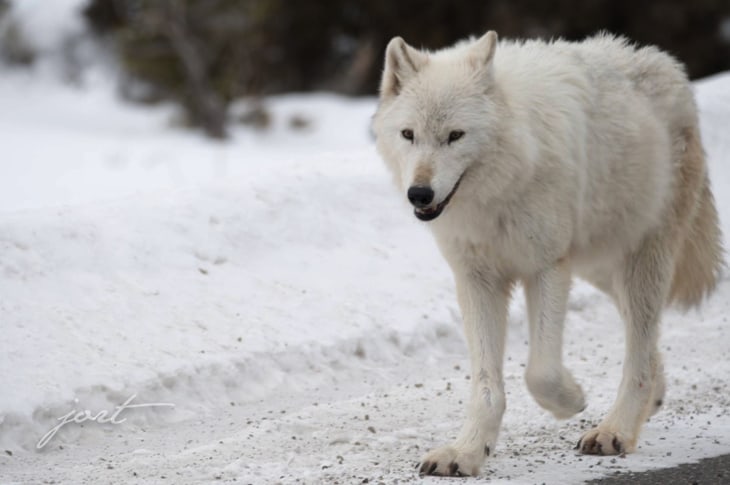 A Famous White Wolf Was Illegally Killed In Yellowstone And Officials ...