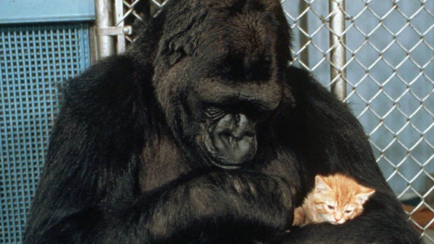 46 Year-Old Ape Dies, The Lessons We Learned From Her Life Made Us ...
