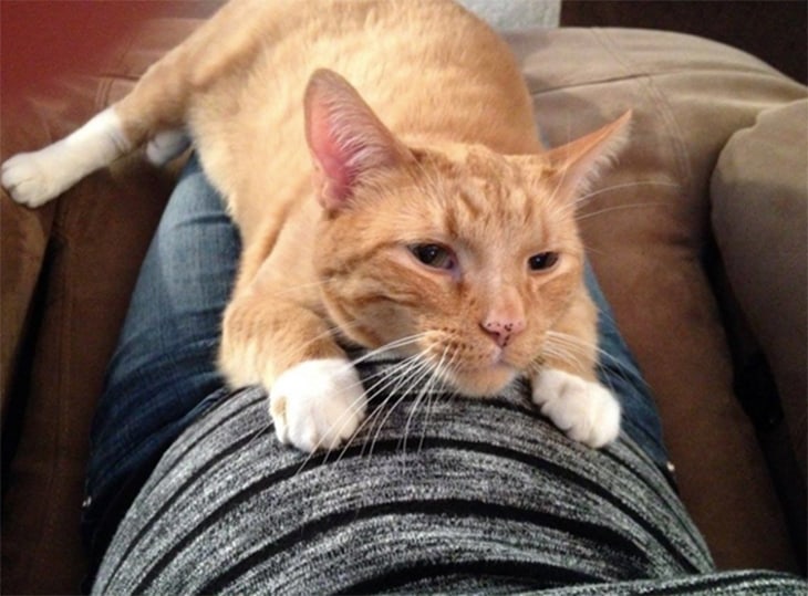 ‘Bailey, No Ordinary Cat’ Is Really Like No Other Feline You’ve Seen ...