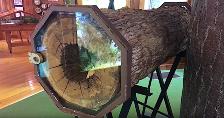 This Tree Trunk Keeps a Well-Guarded Secret, Deep Inside Its Mysterious ...