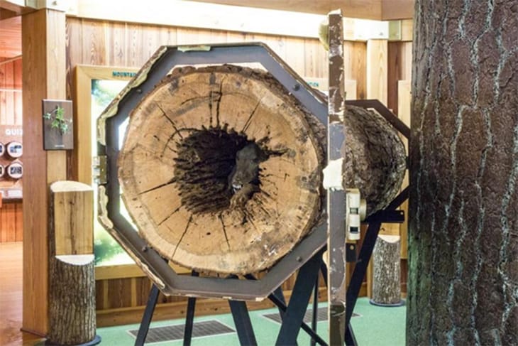 This Tree Trunk Keeps a Well-Guarded Secret, Deep Inside Its Mysterious ...