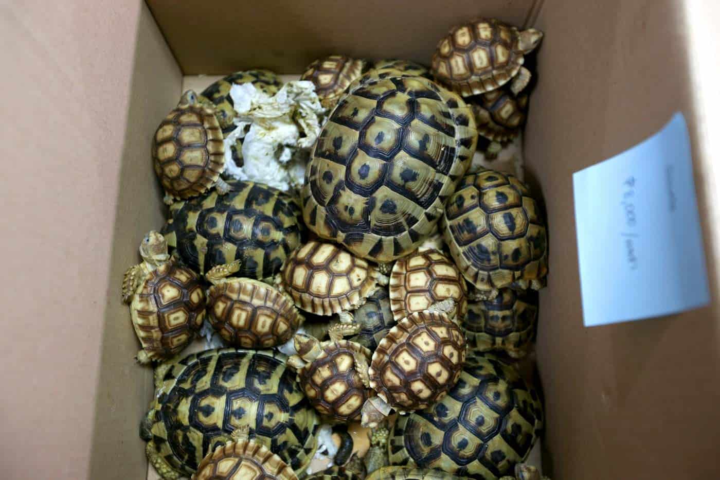 Over 1,500 Smuggled Turtles And Tortoises Were Found In Abandoned ...