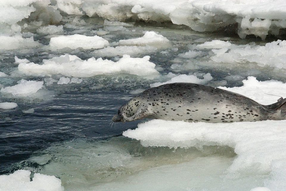 At Least 60 Ice Seals Have Been Found Dead All Throughout The Alaskan ...