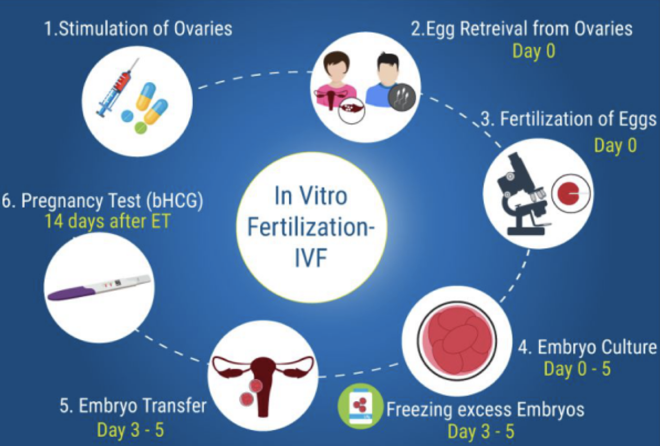 All You Need To Know About IVF Treatments - True Activist