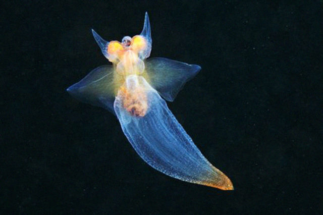 Marine Biologist Shares Photos Of Ethereal And Magical Deep-Sea ...