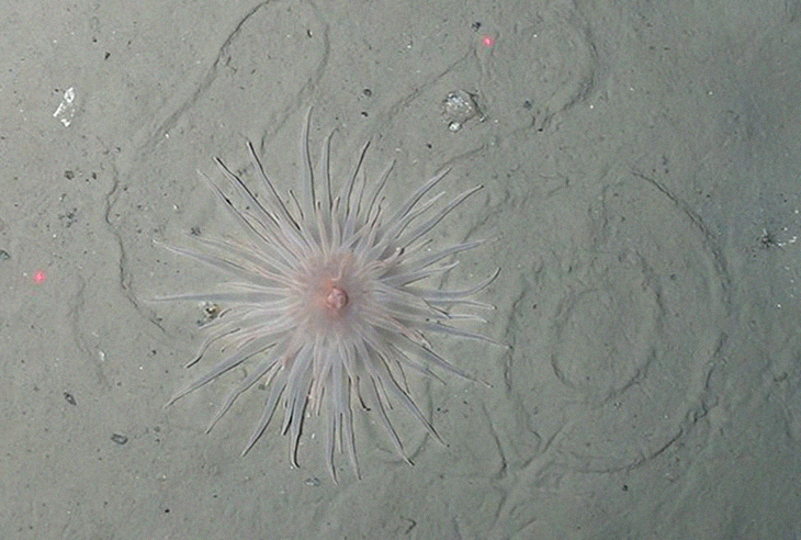 After Calving 50 Years’ Worth Of Ice, Scientists Get A Glimpse Of The ...