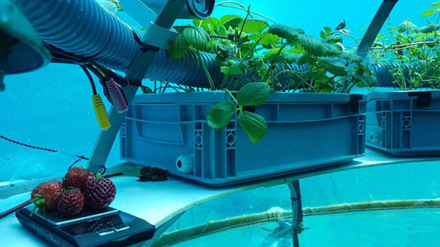 Finally – An Innovative Underwater Garden That Grows Vegetables In ...