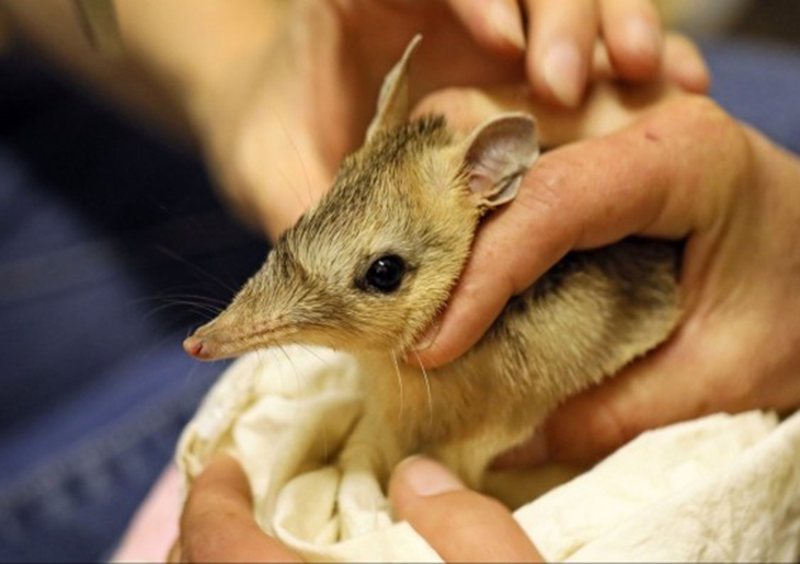 Australian Park Officials Surprised To See Bandicoots Returning After ...