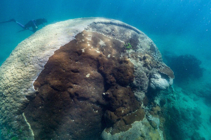 A 438-Year-Old Coral Reef In Good Condition Was Discovered In The Great ...