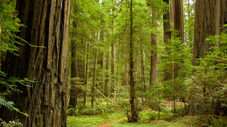 Redwood Forests Given To The Sinkyone Tribe To Protect Growth In ...